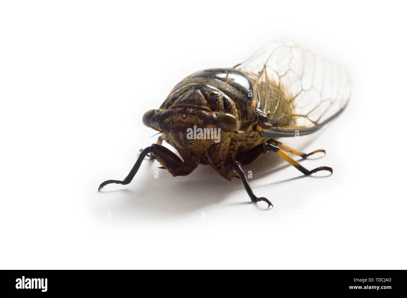 Cicada eggs Banque de photographies et d’images à haute résolution - Alamy