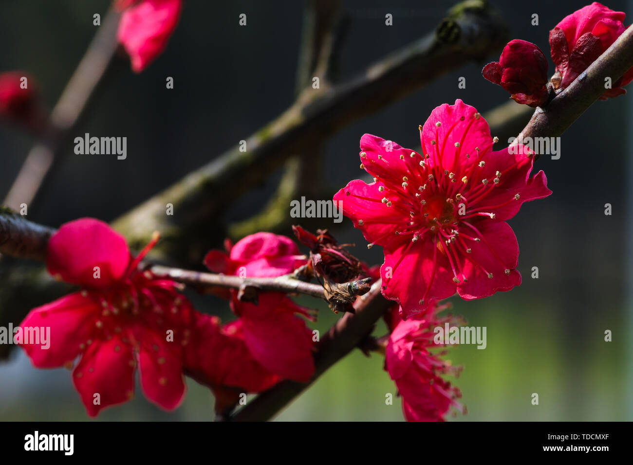 Le 3 mars 2019, Wuhan prune prune jardin en fleurs étaient en pleine ...
