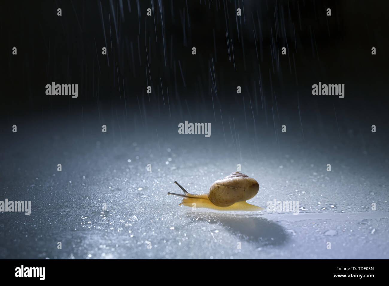 Escargots de lune Banque de photographies et d’images à haute ...