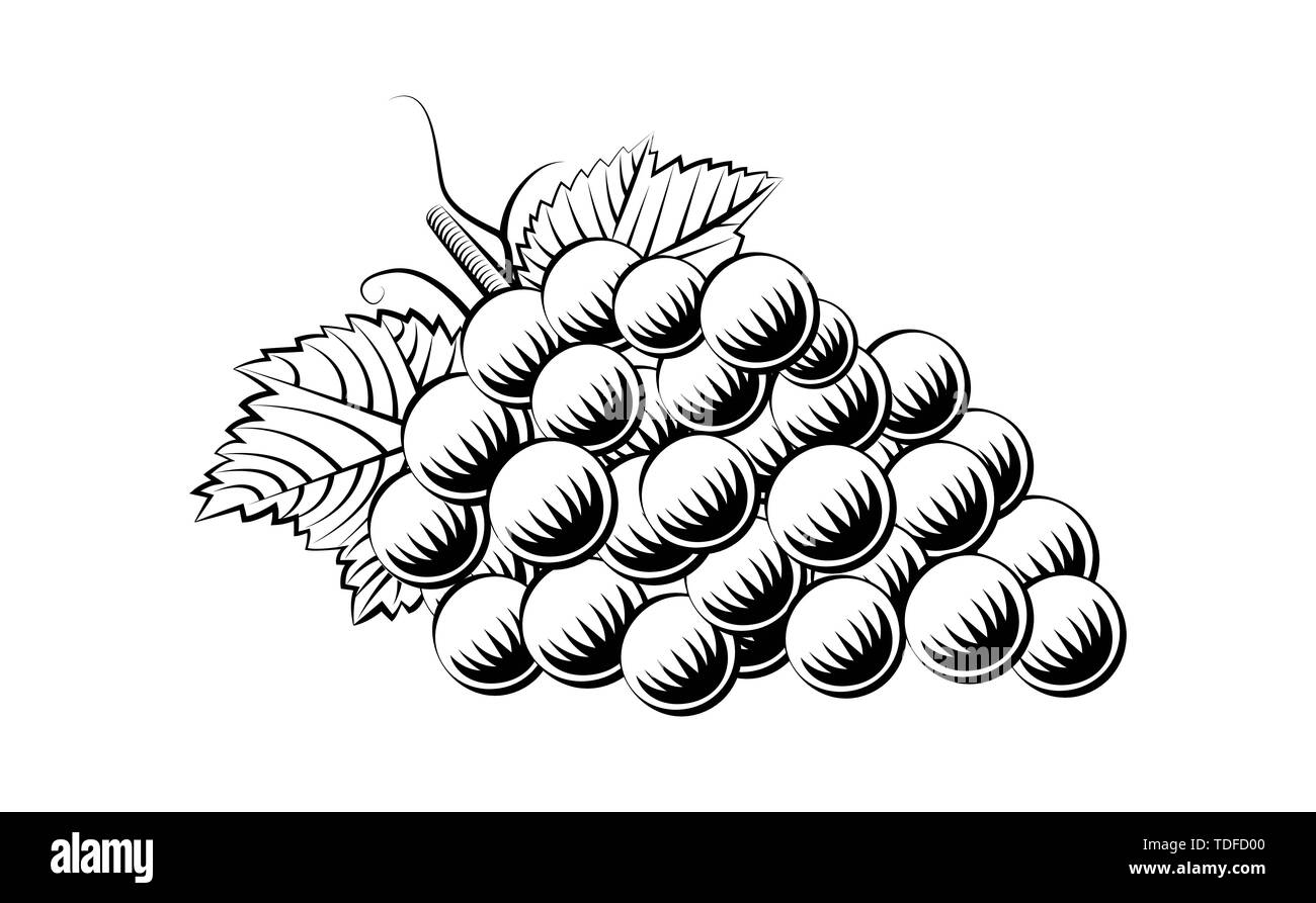 Dessin de grappe de raisin Banque de photographies et d’images à haute ...