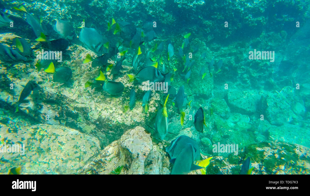 Roche sous marine jaune Banque de photographies et d’images à haute ...