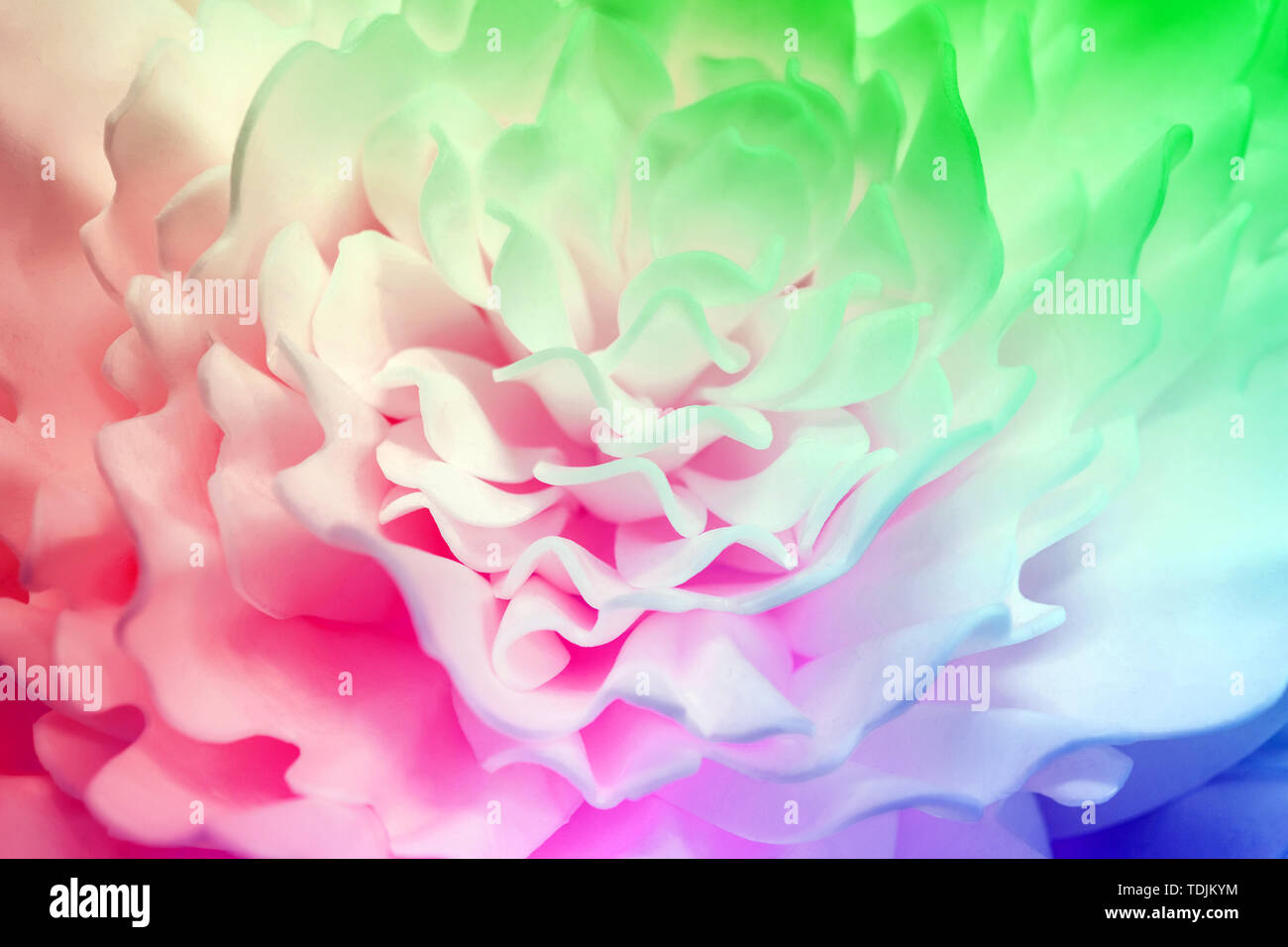 Fleur multicolore Banque de photographies et d’images à haute ...