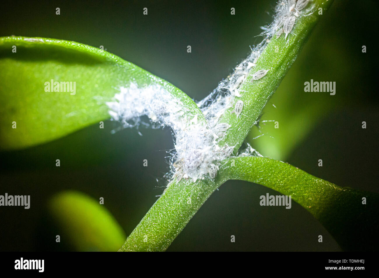Pucerons sur les plantes Banque de photographies et d’images à haute ...