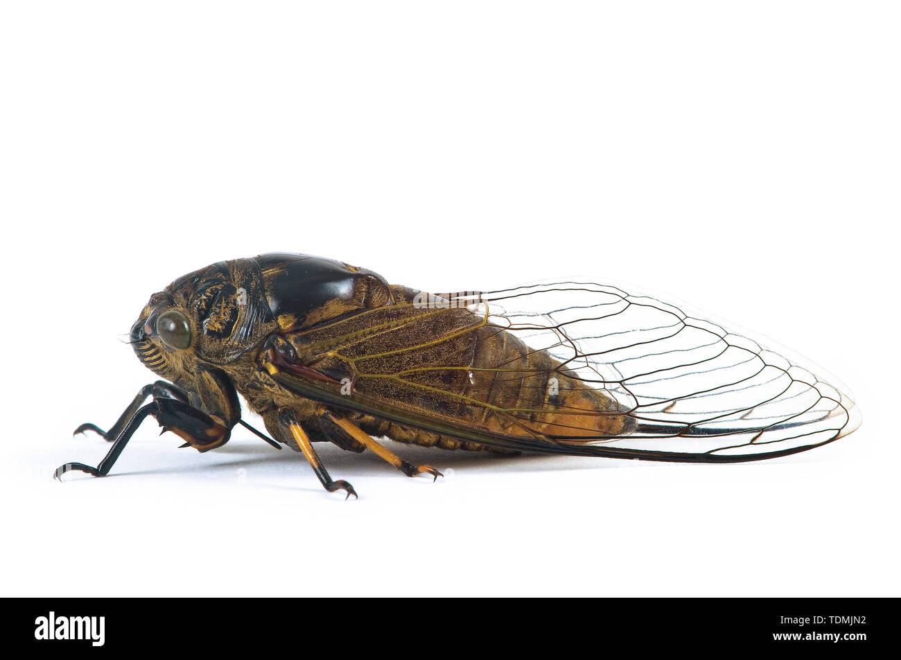 Cicada eggs Banque de photographies et d’images à haute résolution - Alamy