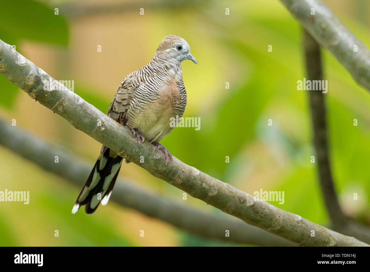 Dove family Banque de photographies et d’images à haute résolution - Alamy