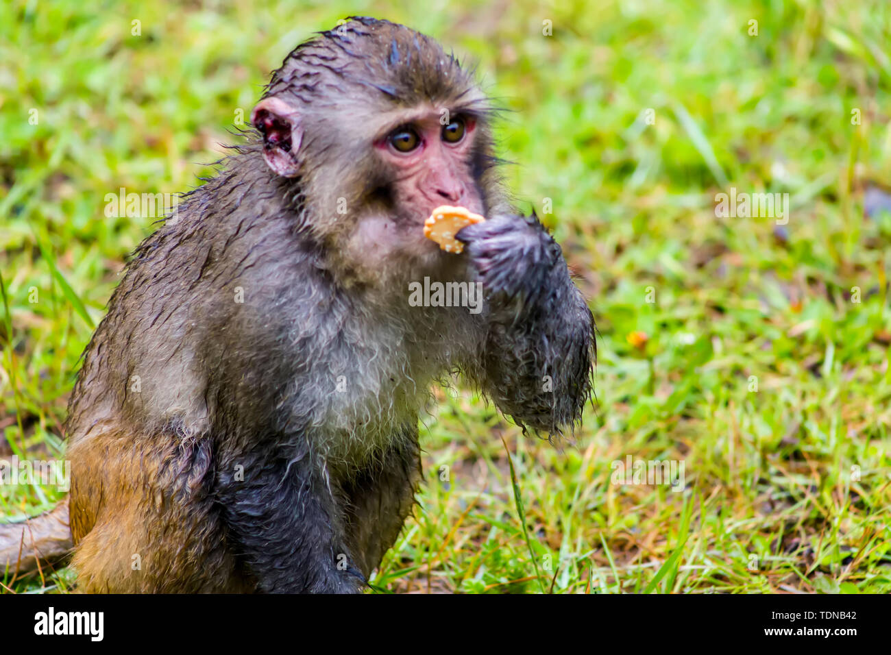 Tibetan macaques Banque de photographies et d’images à haute résolution ...