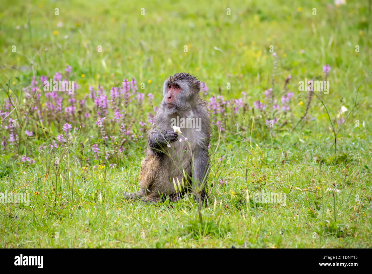Tibetan macaque Banque de photographies et d’images à haute résolution ...