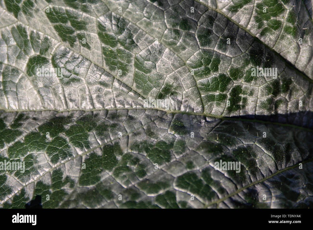 Feuille courgette Banque de photographies et d’images à haute ...