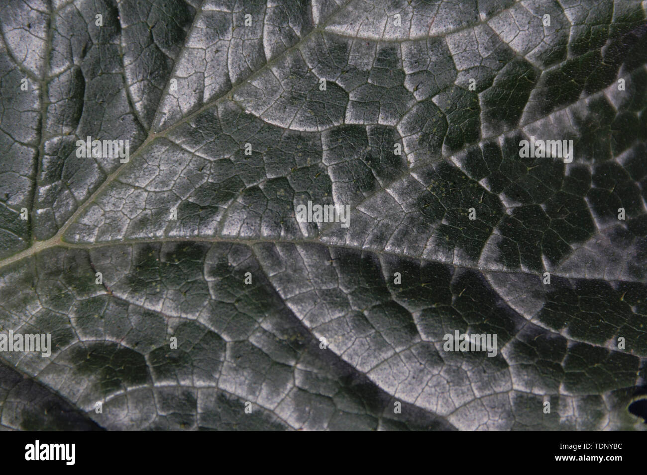 Feuille courgette Banque de photographies et d’images à haute ...