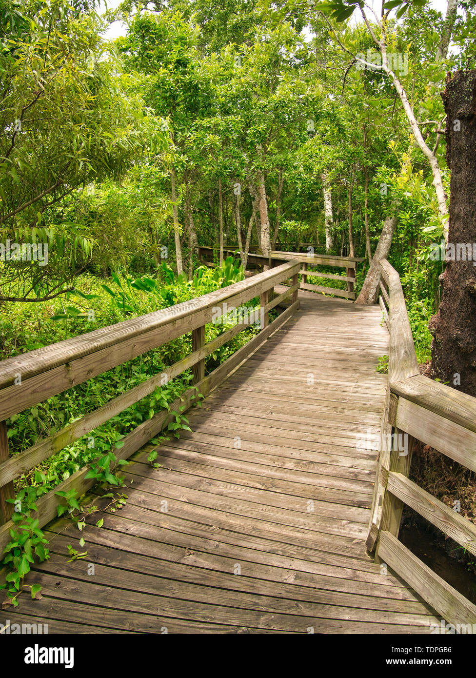 Une promenade en bois pour se promener dans le jardin, pour profiter de ...