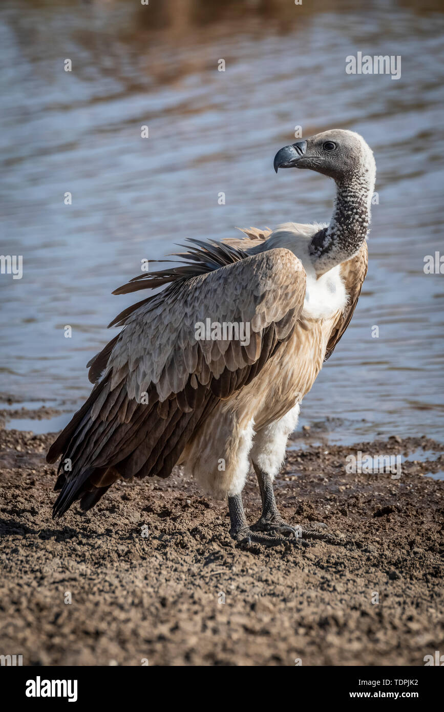 Ruppells vautour gyps rueppelli Banque de photographies et d’images à ...