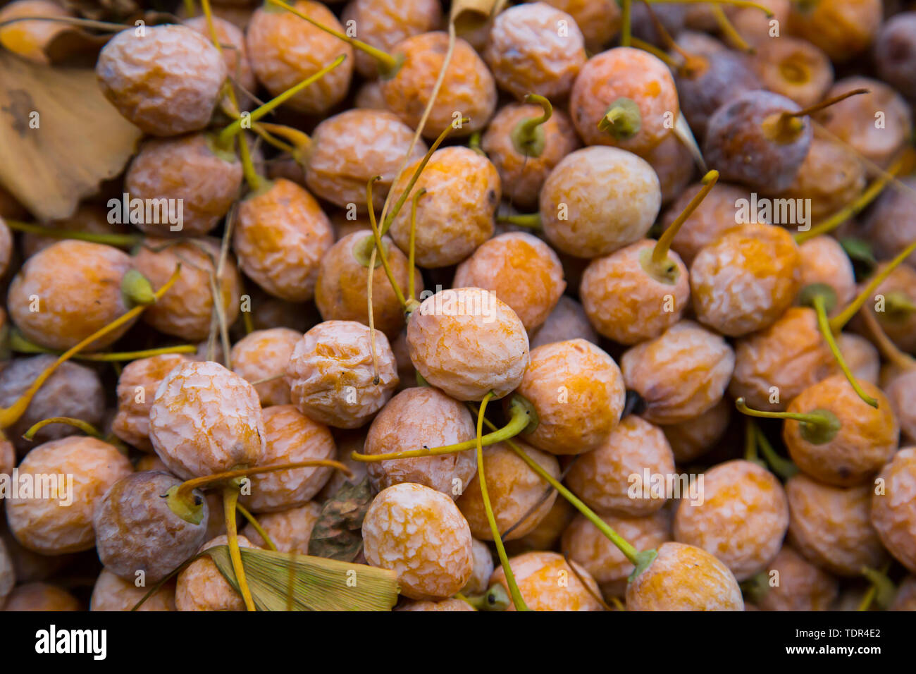 Ginkgo fruit Banque de photographies et d’images à haute résolution - Alamy