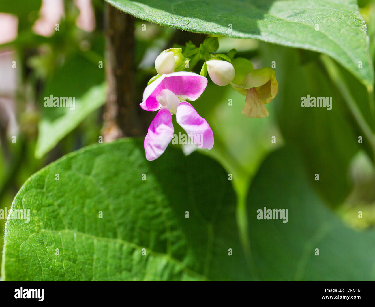 Fleurs De Haricot Rose Banque d'image et photos - Alamy