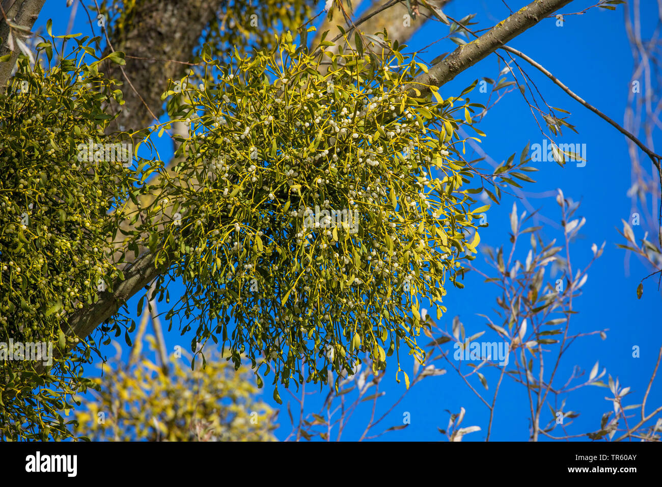 Un arbre avec gui Banque de photographies et d’images à haute ...