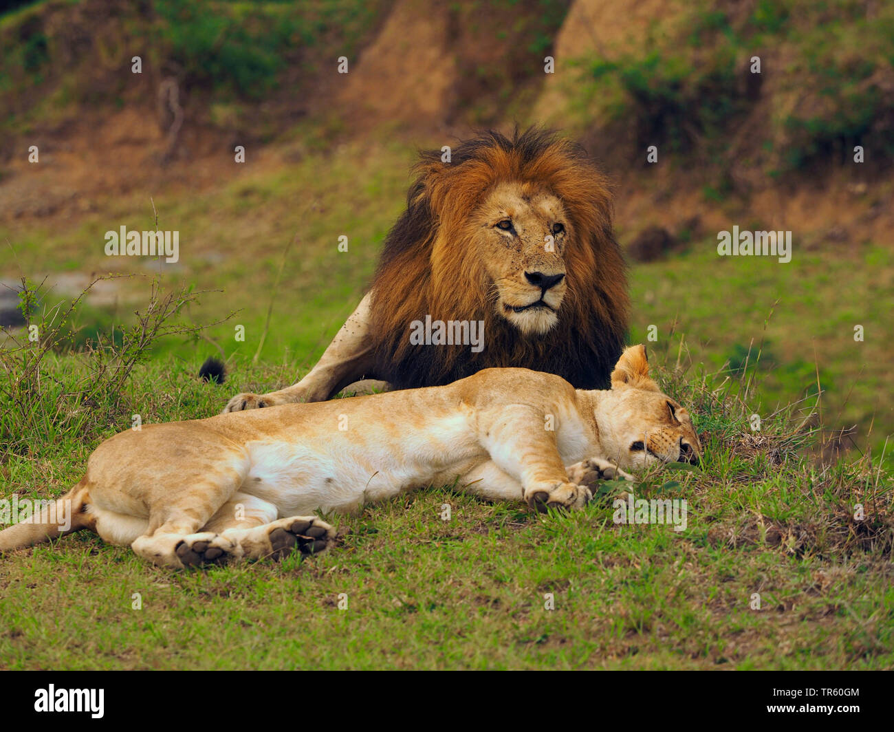Accouplement de lion et lionne Banque de photographies et d’images à ...