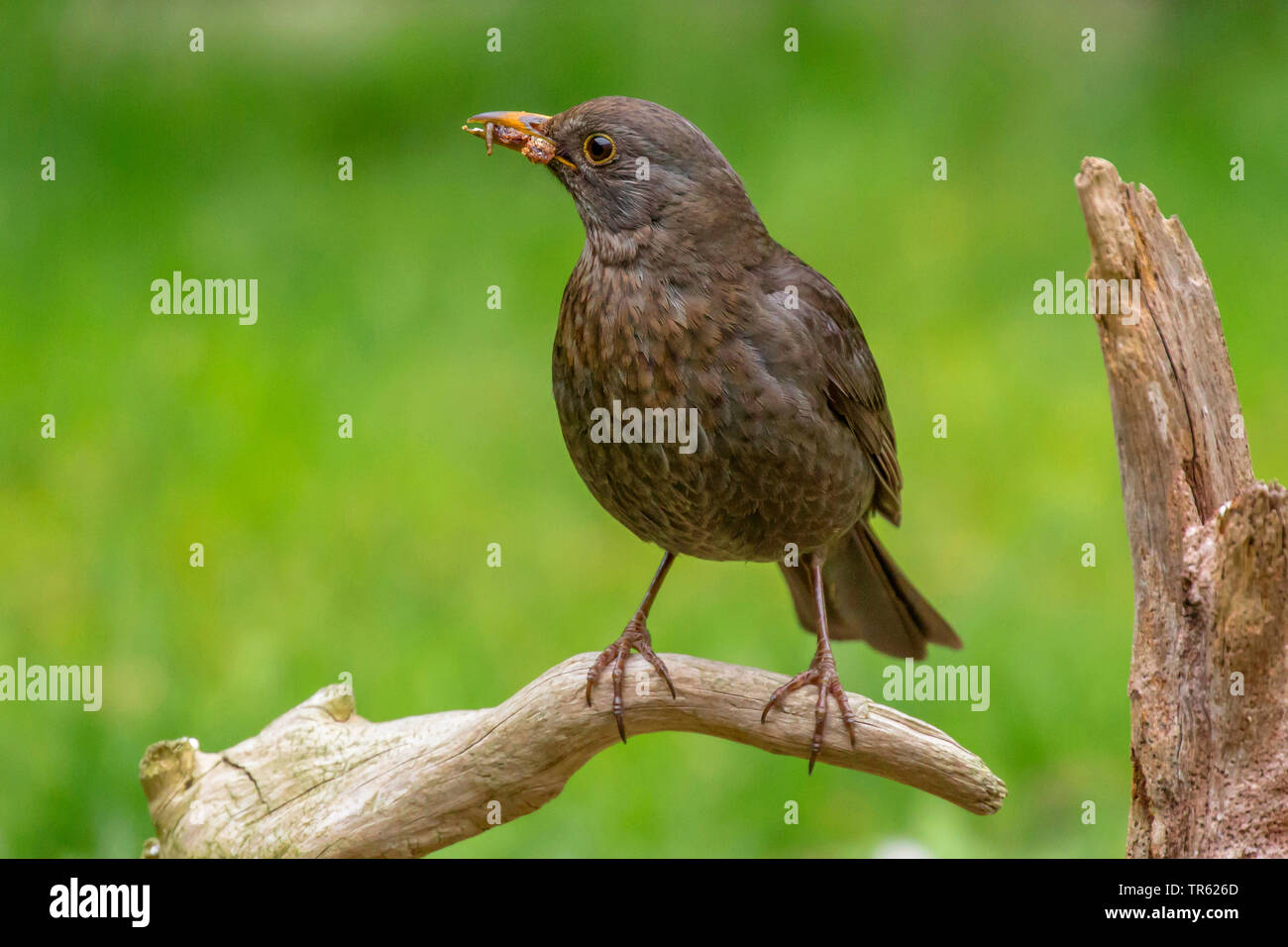 Jeune merle femelle Banque de photographies et d’images à haute ...