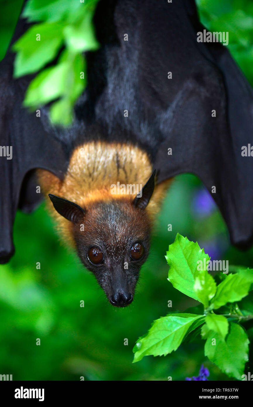 Pteropus spec Banque de photographies et d’images à haute résolution ...