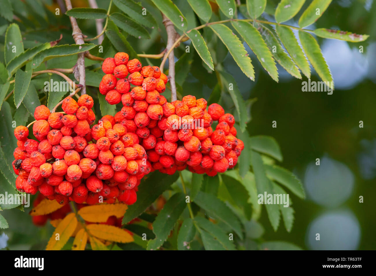 Sur Une Branche De Rowan Sorbus Aucuparia Avec Des Fruits Banque d ...