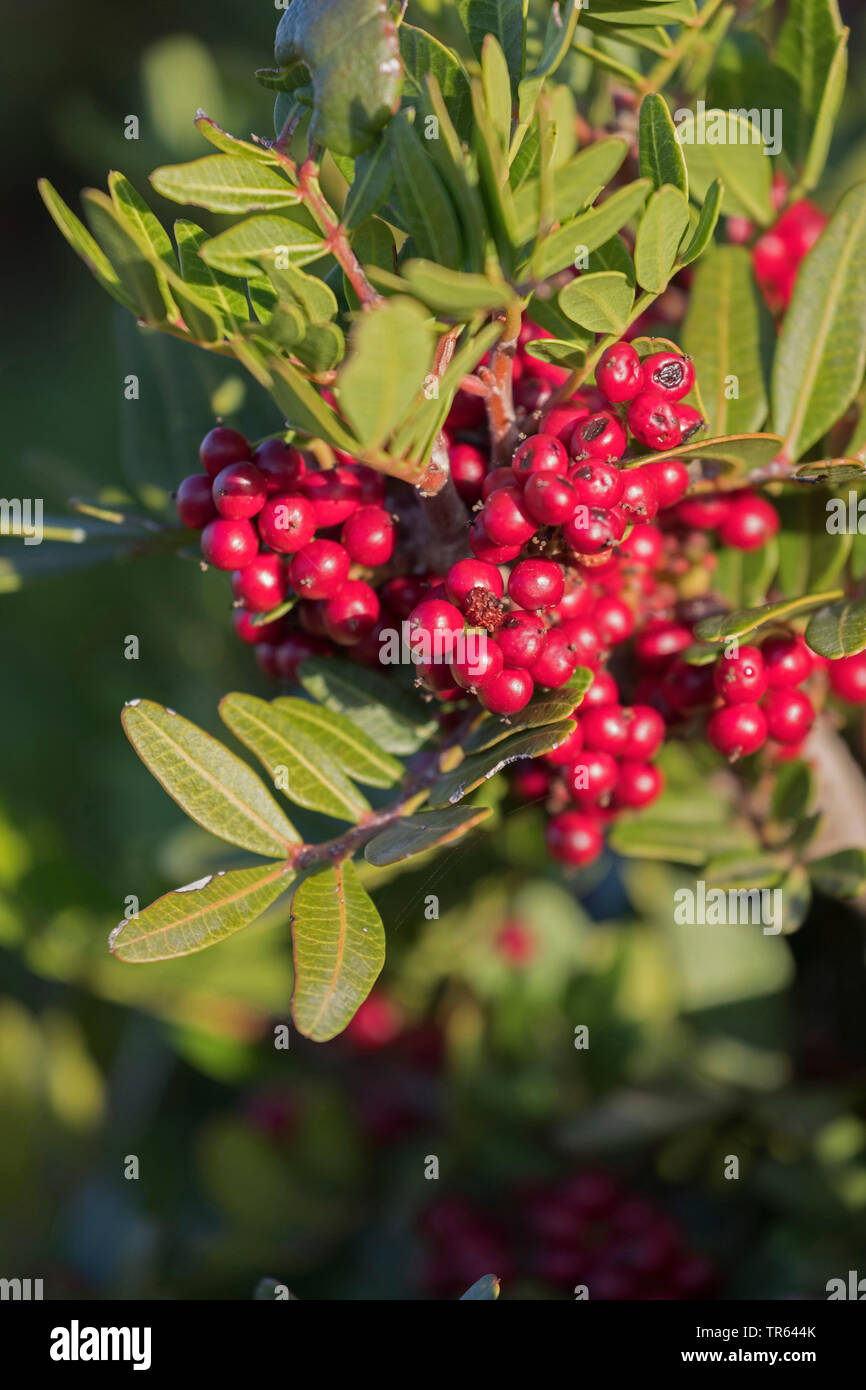 Mastic tree pistacia lentiscus fruits Banque de photographies et d ...