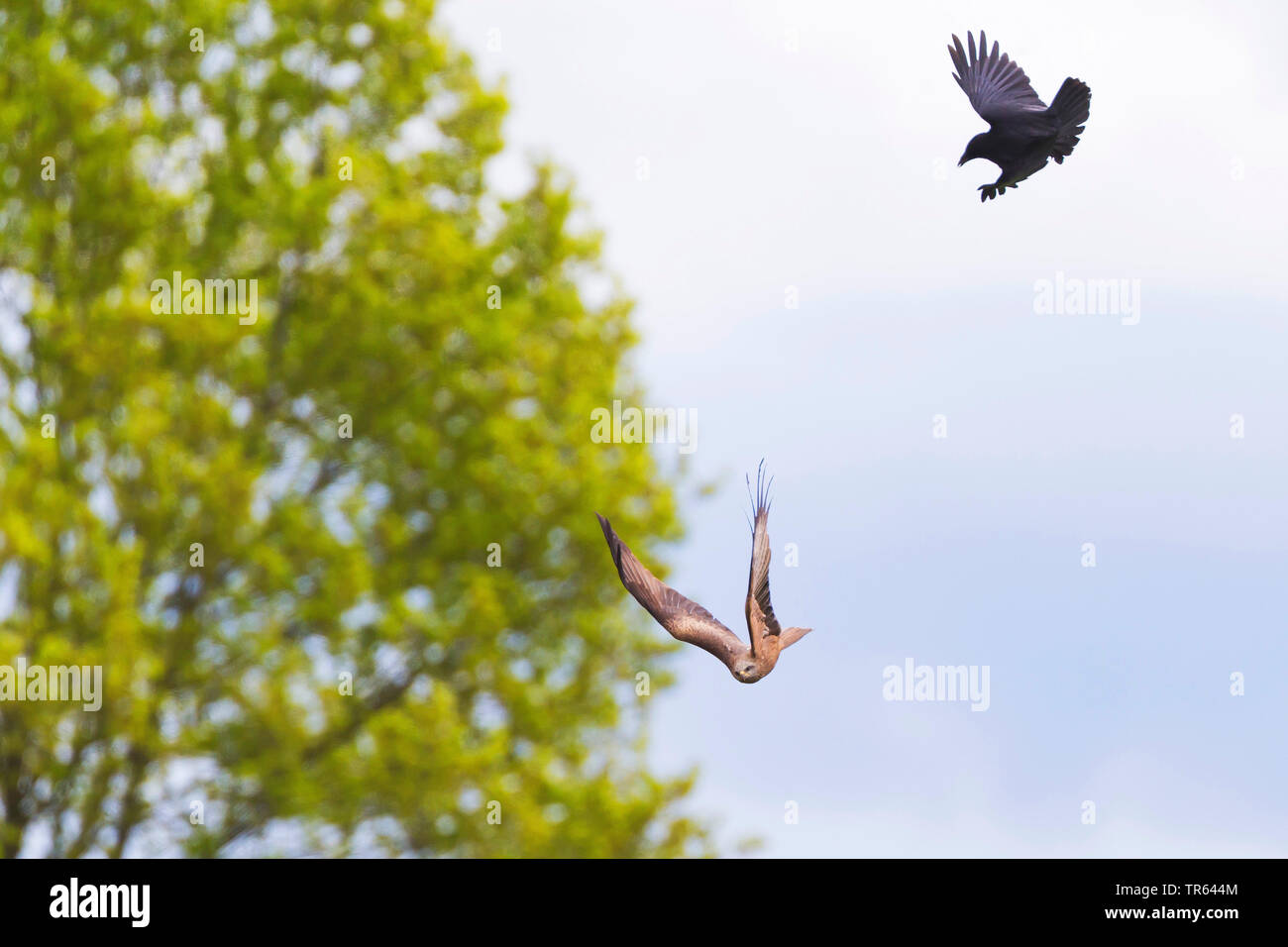 Deux corbeaux en vol Banque de photographies et d’images à haute ...