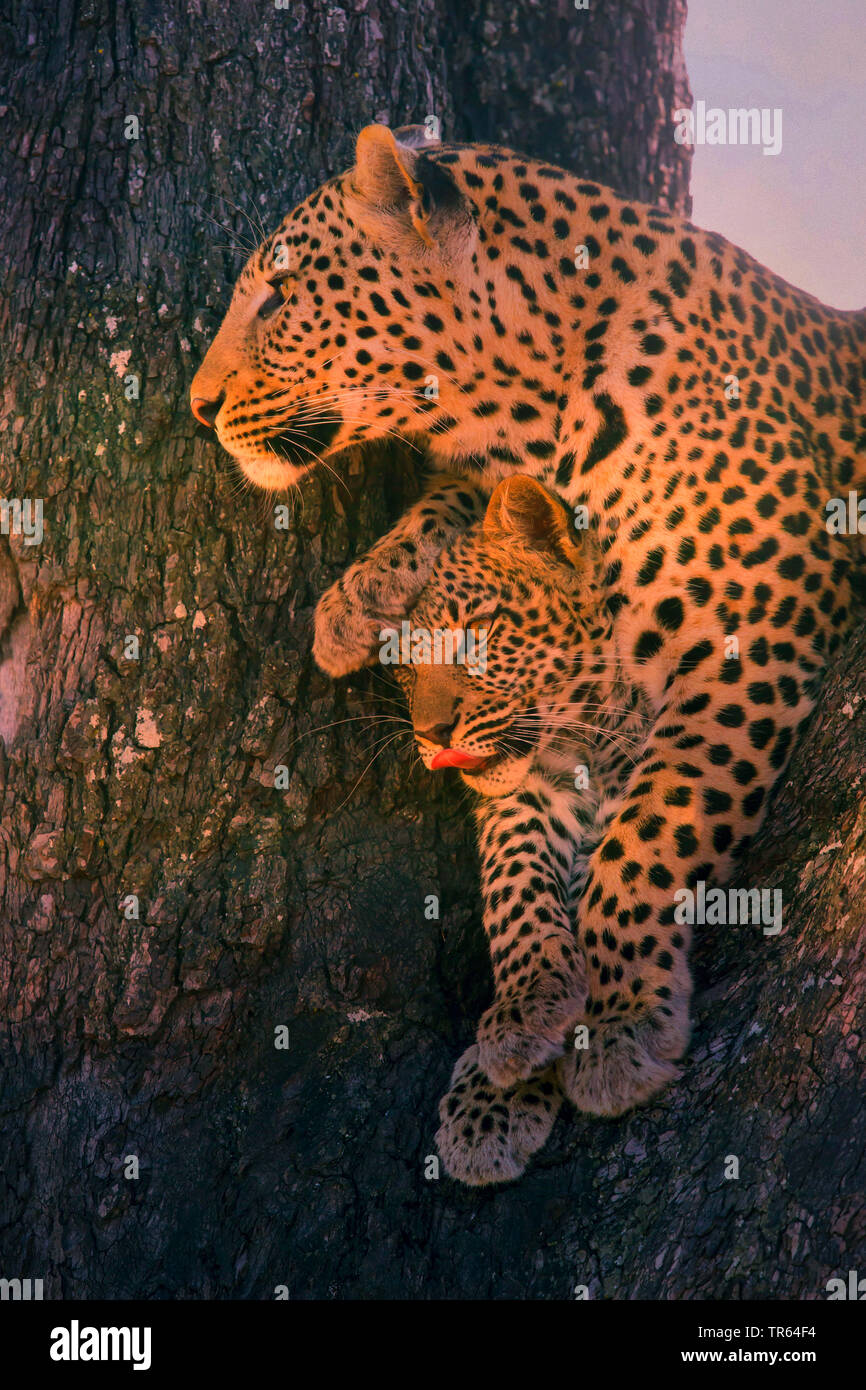 Black Panther In Tree Banque d'image et photos - Alamy