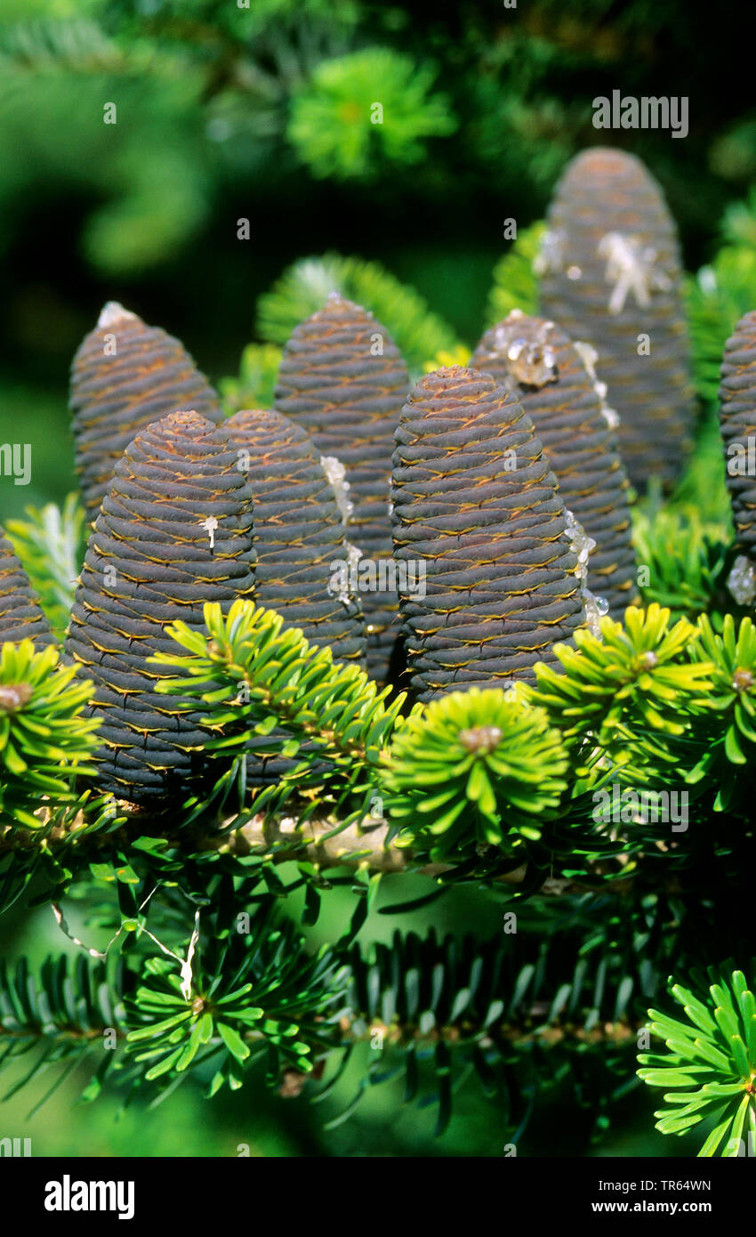 Korean fir abies koreana Banque de photographies et d’images à haute ...