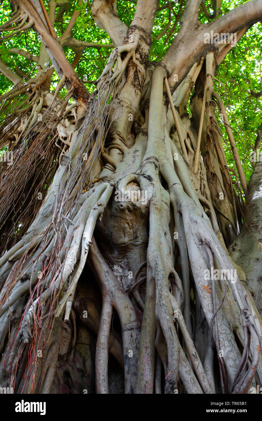 Strangler fig tree ficus virens Banque de photographies et d’images à ...