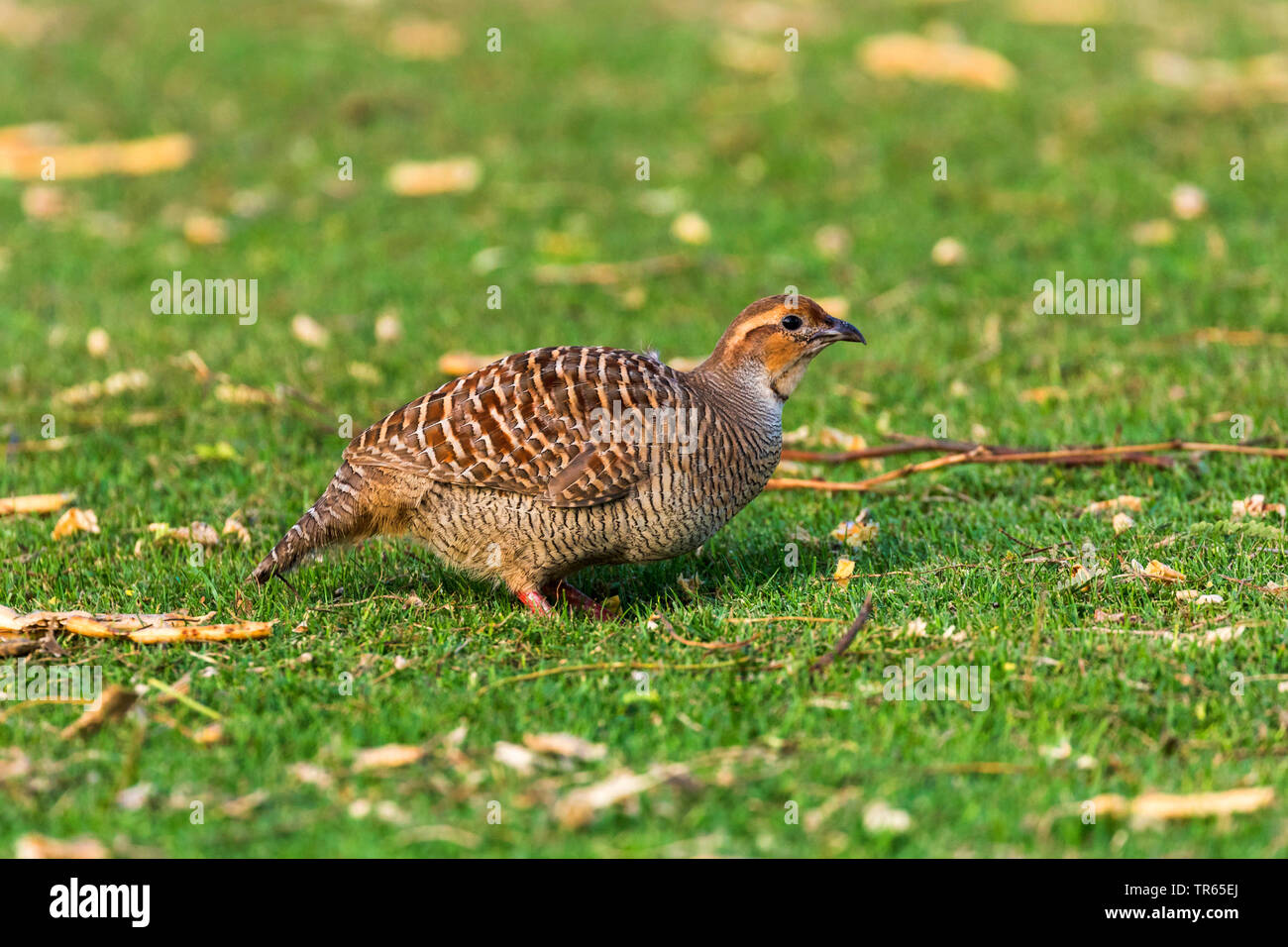 Northern bobwhite colinus virginianus Banque de photographies et d ...