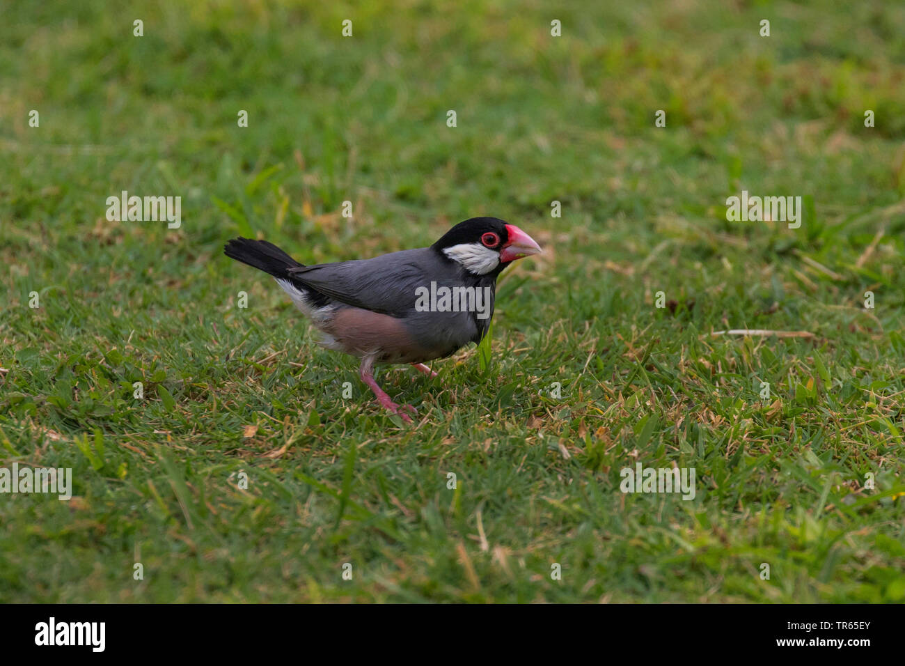 Oiseau de riz java Banque de photographies et d’images à haute ...