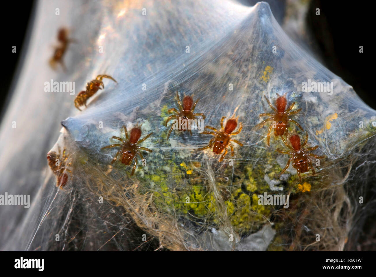 Mygalomorph spider (Atypus piceus, jeunes araignées à un gossamer ...