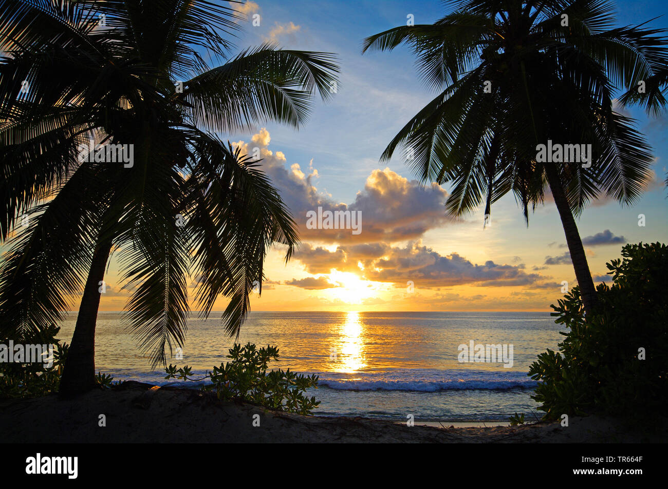 Guadeloupe soleil couchant palmiers Banque de photographies et d’images à haute résolution - Alamy