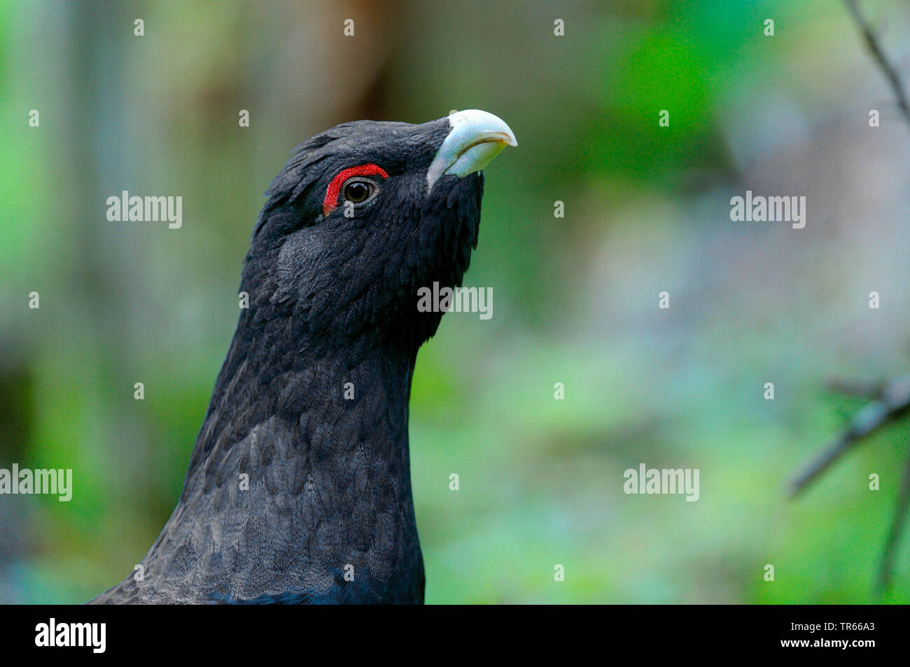 Grand tétras, grand tétras (Tetrao urogallus), coq de bruyère, portrait ...