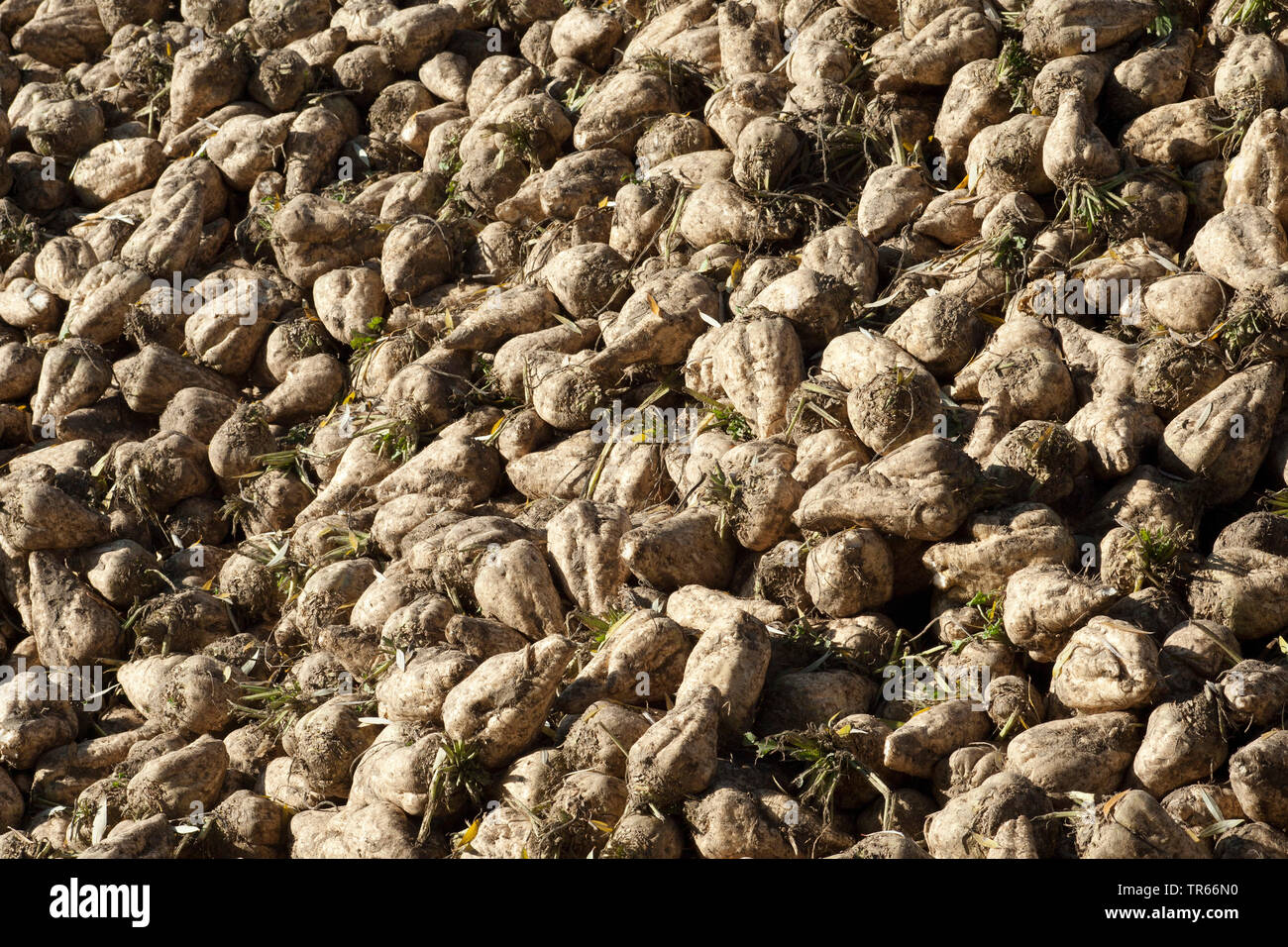 Le sucre de betterave, le sucre de betteraves, racine de betterave ...