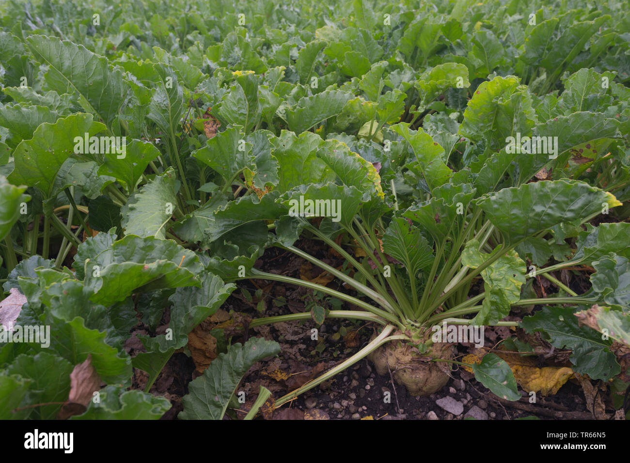 Le sucre de betterave, le sucre de betteraves, racine de betterave ...