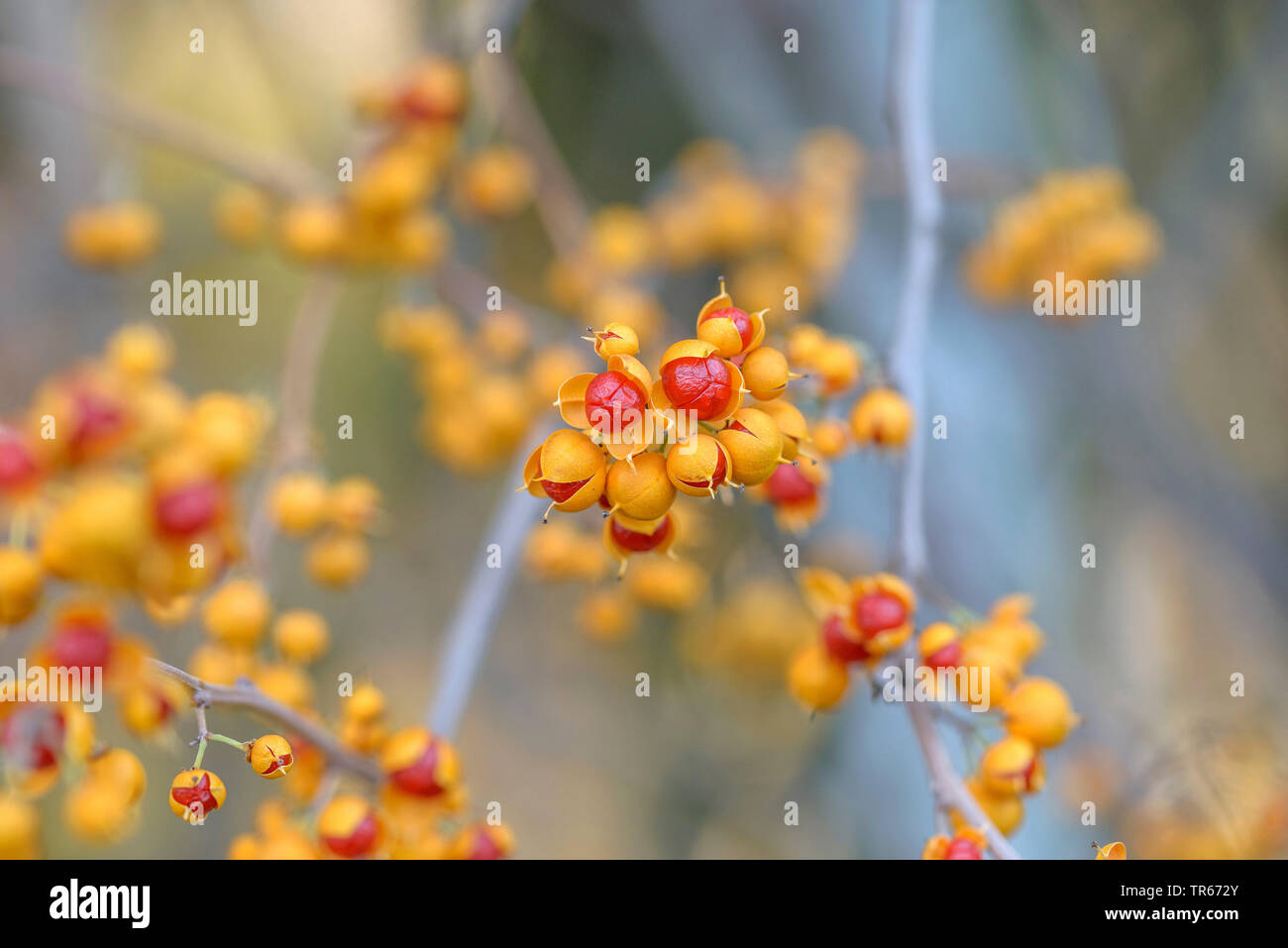 Celastrus orbiculatus diana Banque de photographies et d’images à haute ...
