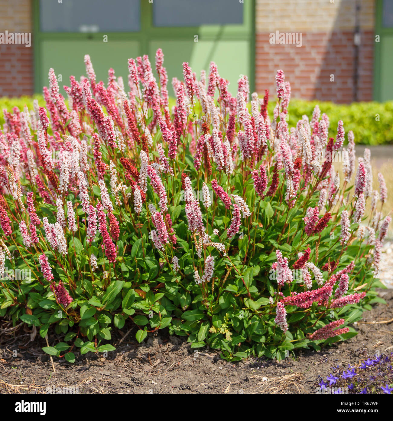 La bistorte (amphibie Persicaria affinis 'Superba', Persicaria affinis ...