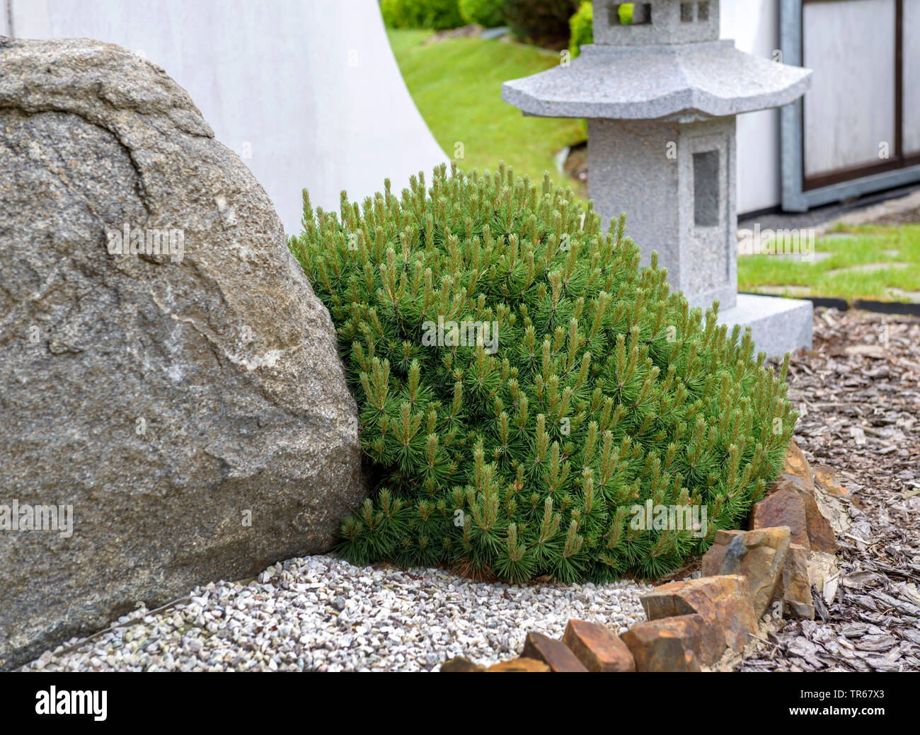 Le pin mugo, pin (Pinus mugo 'Mops' Pinus mugo mops), le cultivar Mops ...