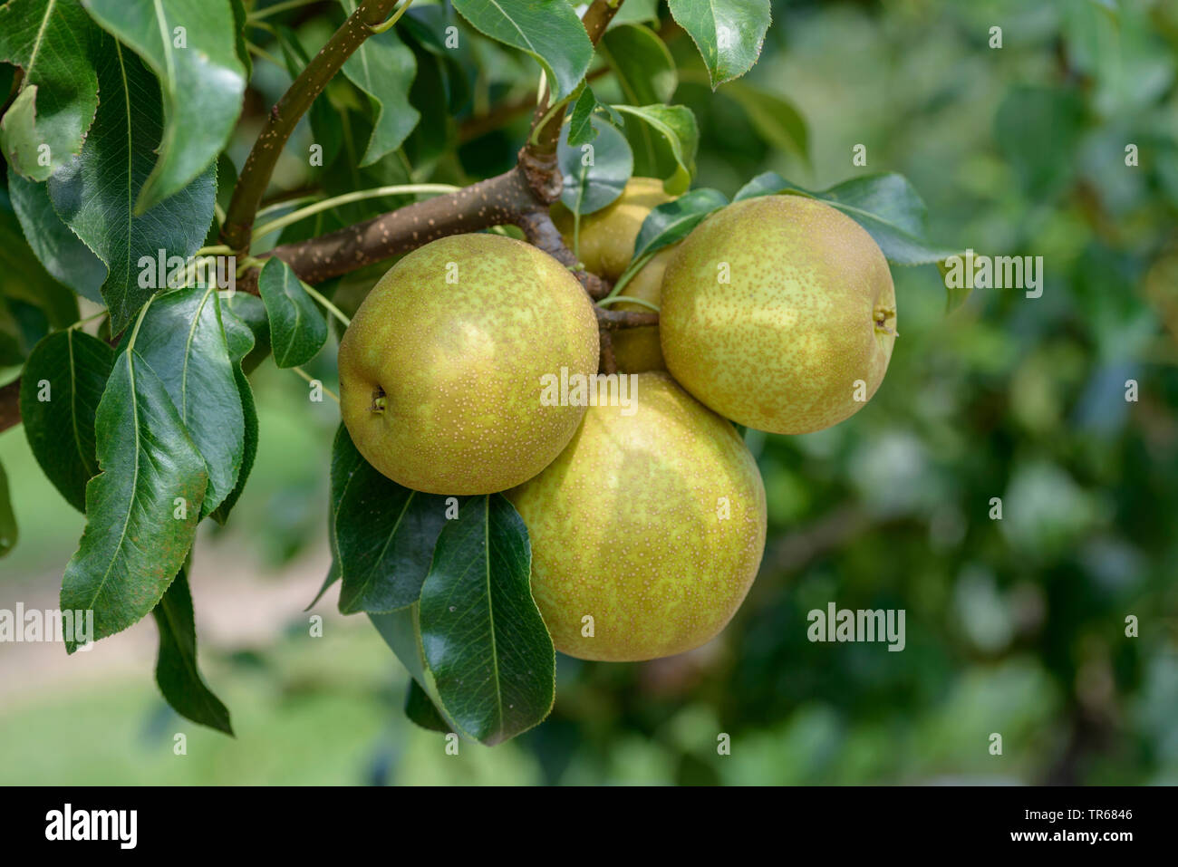 Branche de poirier vert Banque de photographies et d’images à haute ...