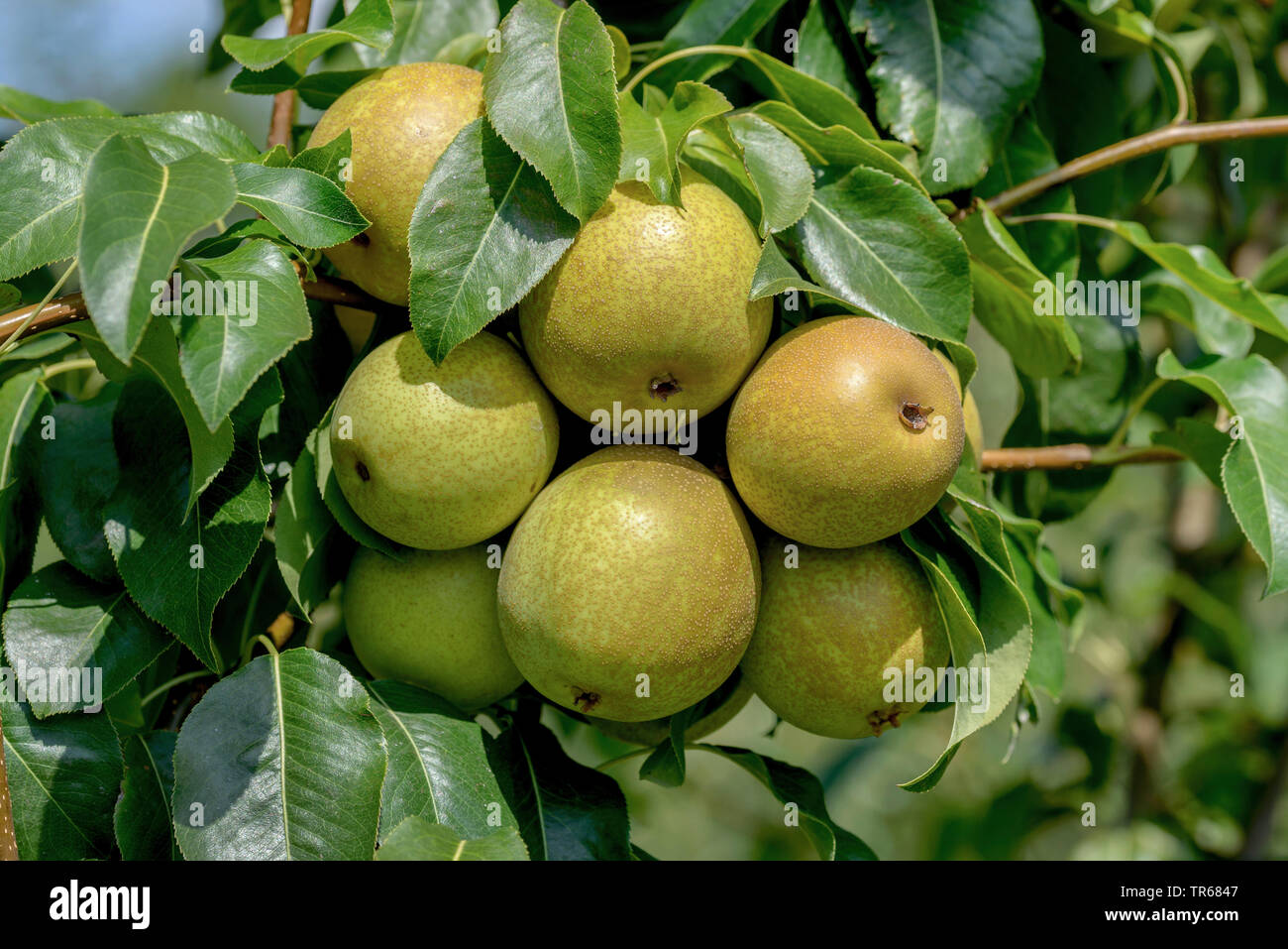 Poirier commun (Pyrus communis 'Benita', Pyrus communis Benita), les ...