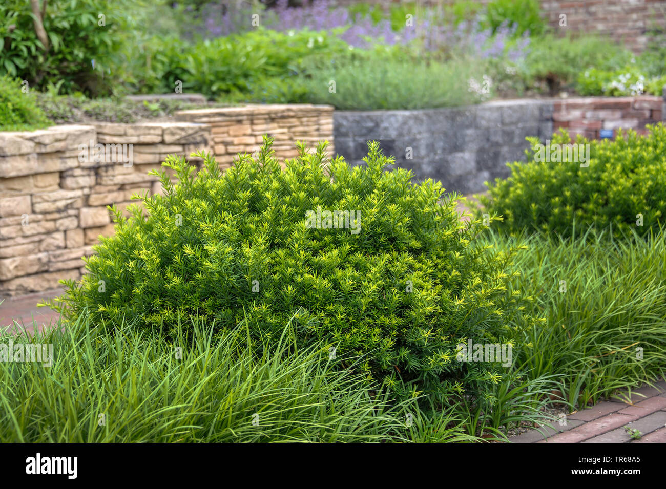 Ifus pyramidal taxus cuspidata Banque de photographies et d’images à ...