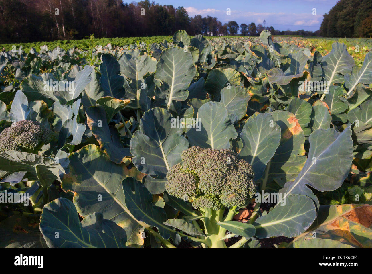 Italian sprouting broccoli Banque de photographies et d’images à haute ...
