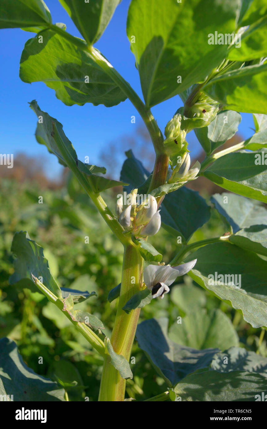 Haricot tic Banque de photographies et d’images à haute résolution - Alamy