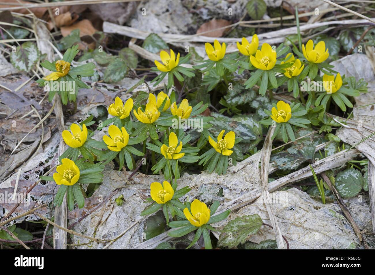 Aconite plant Banque de photographies et d’images à haute résolution ...
