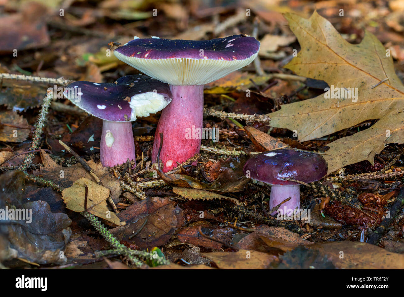 Russula sardonia Banque de photographies et d’images à haute résolution ...