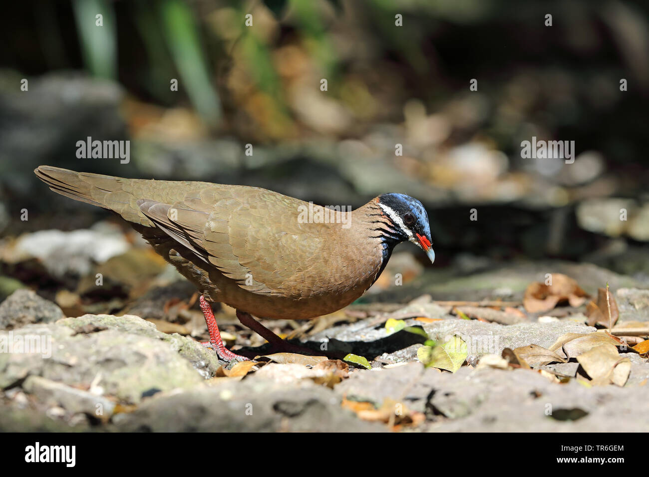 Colombe de caille à tête bleue Banque de photographies et d’images à ...