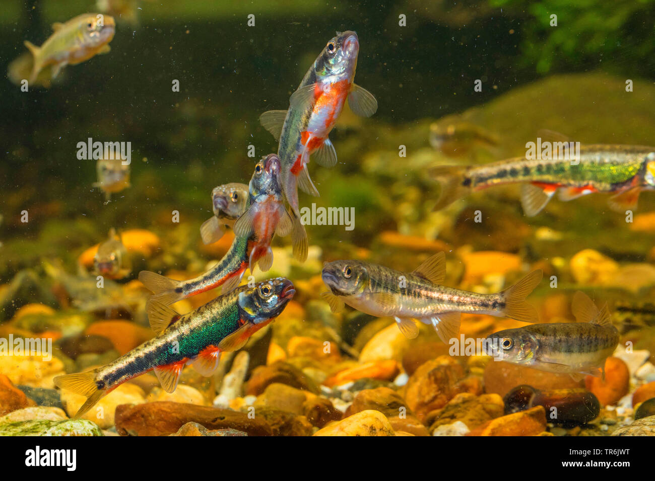 Minnow phoxinus phoxinus shoal fishes Banque de photographies et d ...