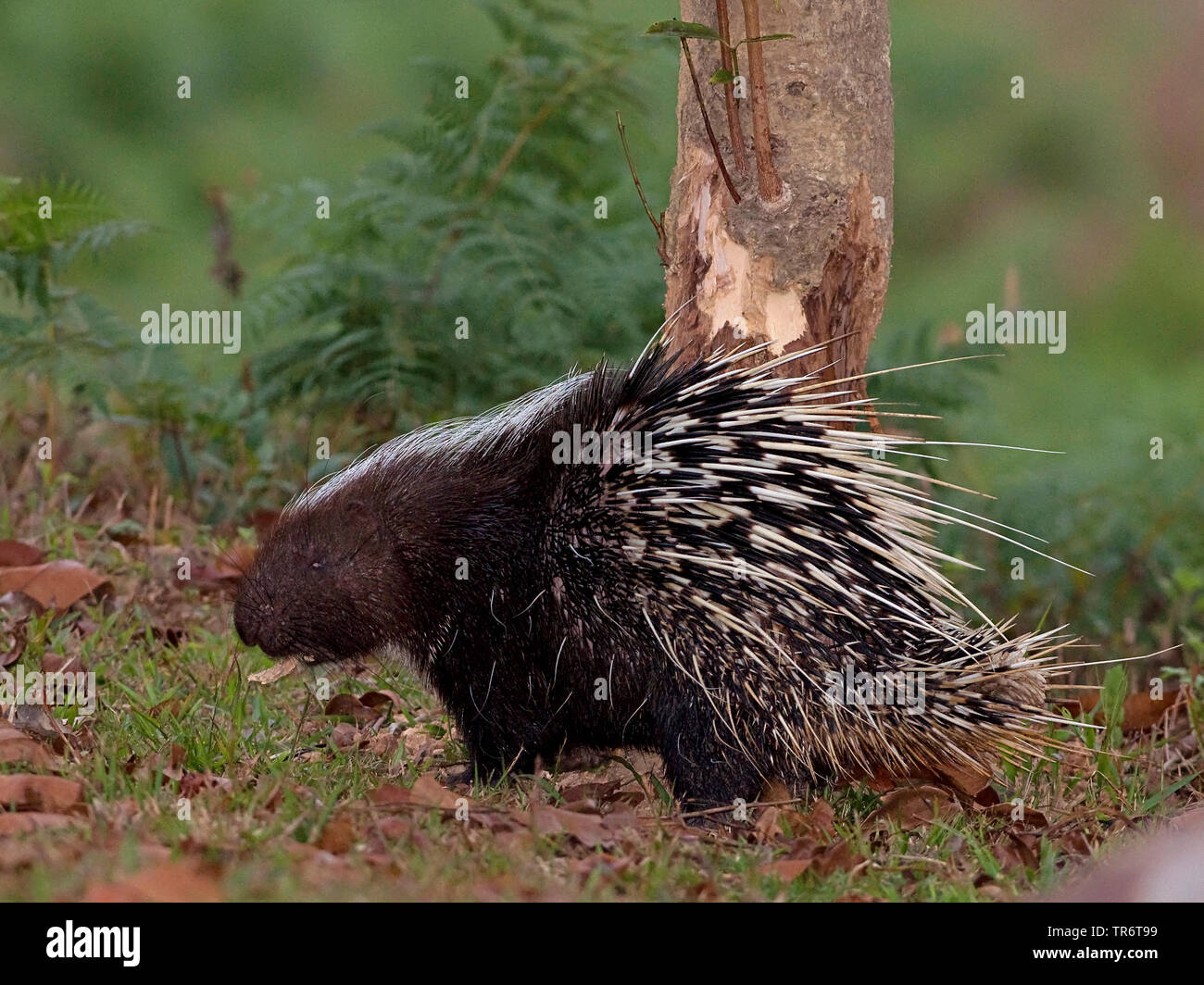 Malayan porcupine hystrix brachyura Banque de photographies et d’images ...