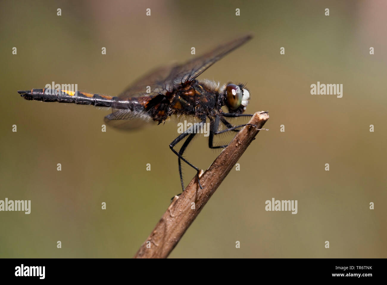 Gros dard à face blanche, jaune-spotted whiteface (Leucorrhinia ...