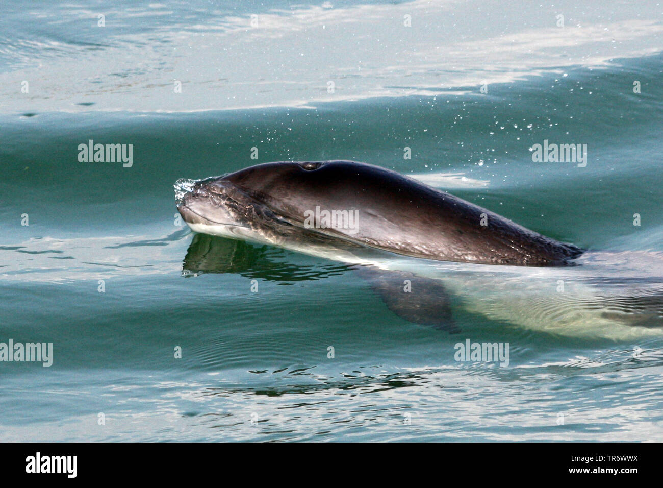 Porpoise drawing Banque de photographies et d’images à haute résolution ...