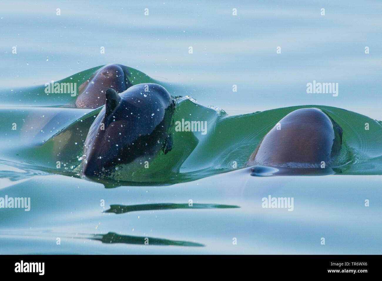 Haleine de porc Banque de photographies et d’images à haute résolution ...